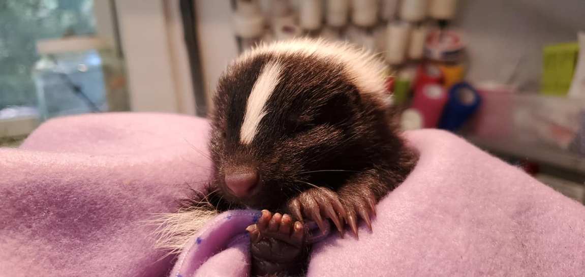 Rescued baby skunks enjoy a good song | Popular Science