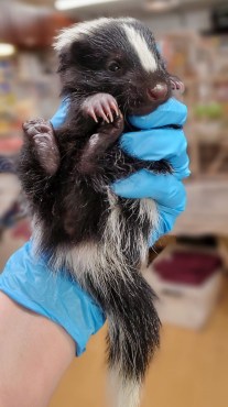 Rescued baby skunks enjoy a good song | Popular Science