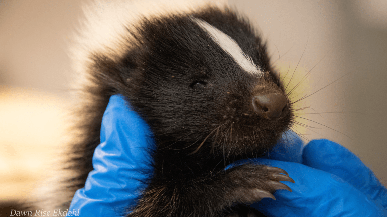 Rescued baby skunks enjoy a good song | Popular Science