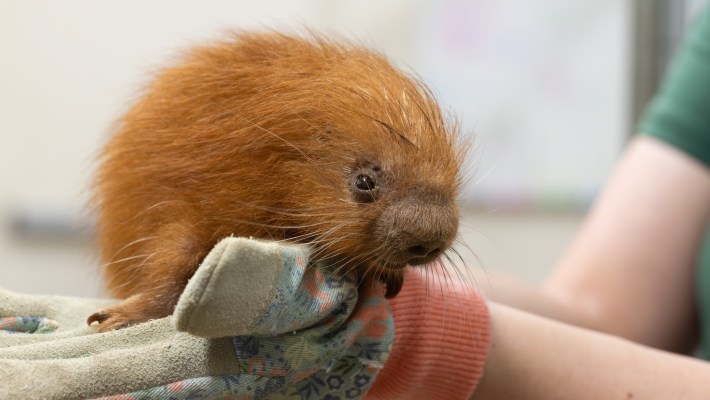 A baby porcupine is fluffier than you'd imagine | Popular Science