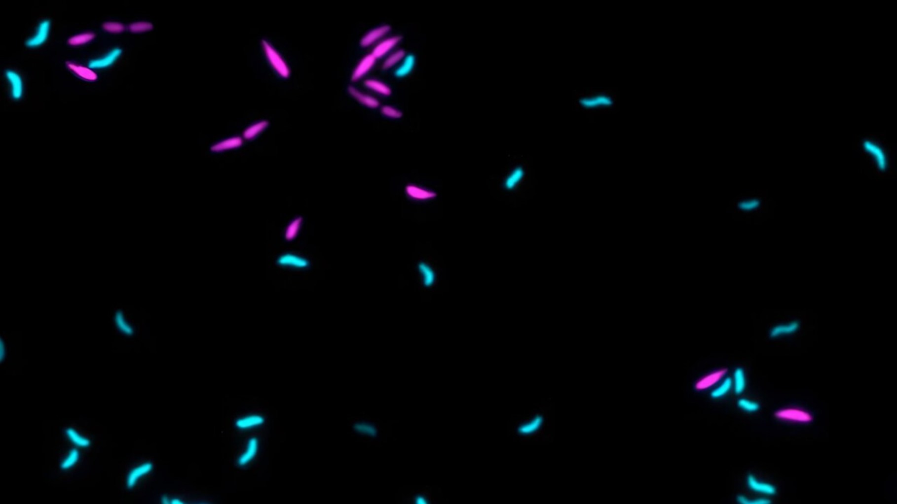 Bacteria will turn to murder if they get hungry enough | Popular Science