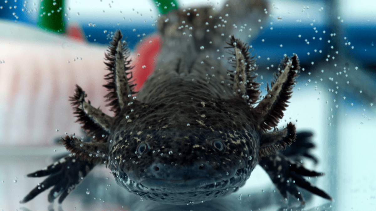 Axolotl mucus peptides attack breast cancer cells and MRSA | Popular ...