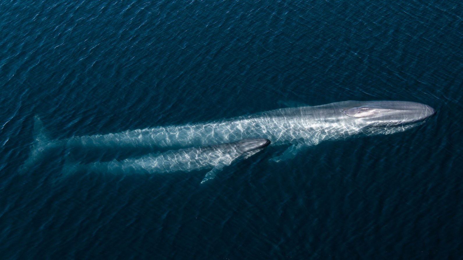 Q&A with the team behind 'Ocean with David Attenborough' | Popular Science