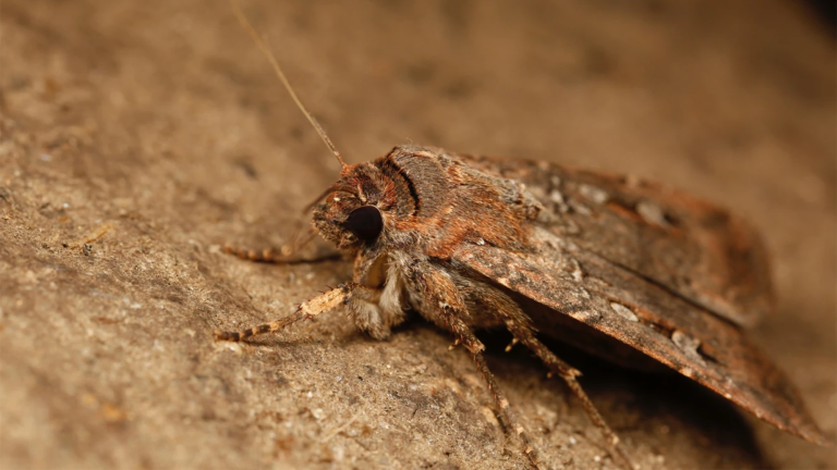 Migrating moths can read the stars | Popular Science
