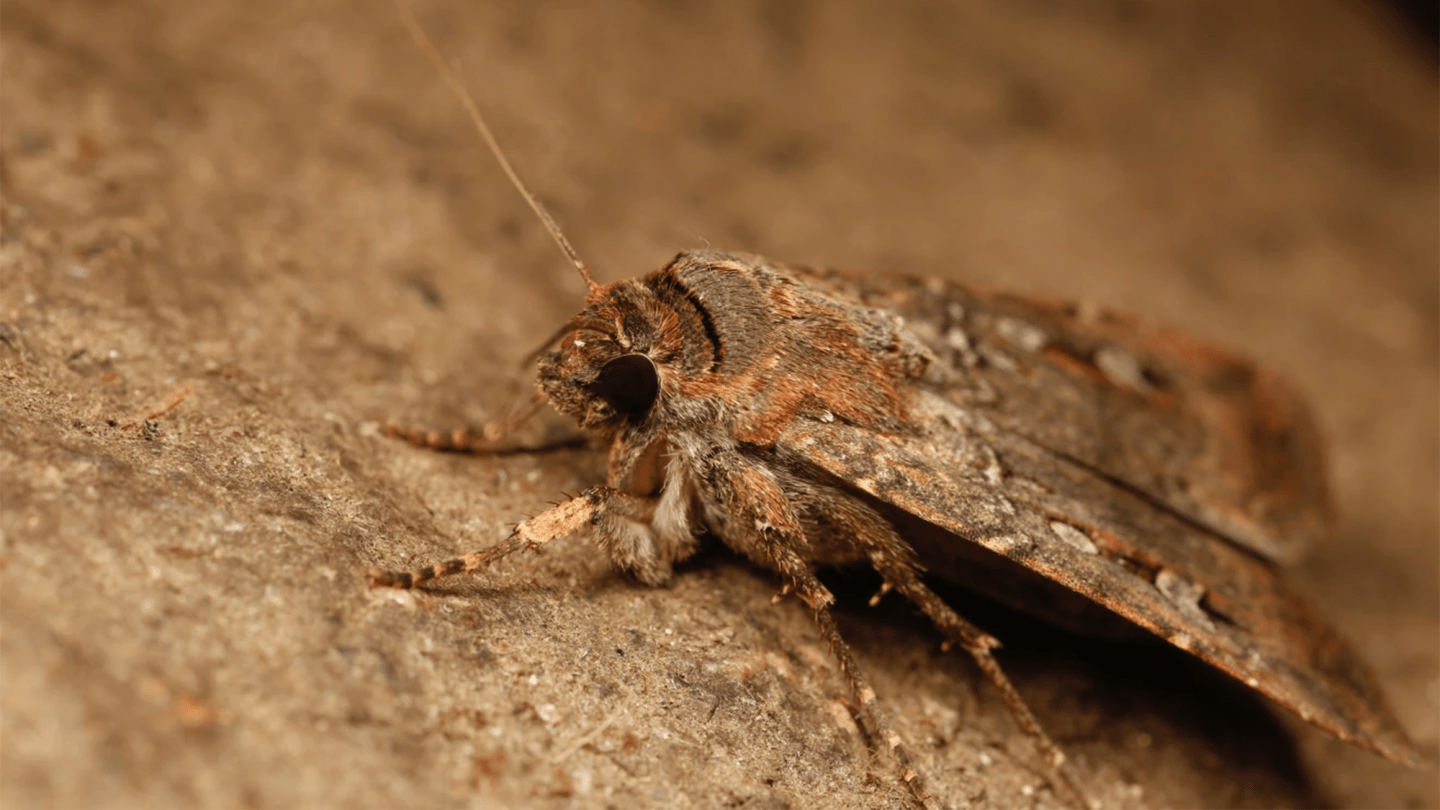 Migrating moths can read the stars | Popular Science