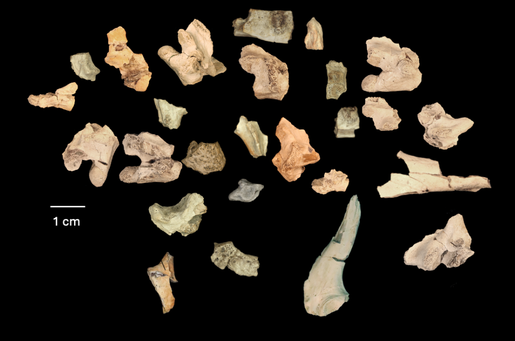 Bones of a raccoon-sized prehistoric lizard sat in a jar for 20 years ...