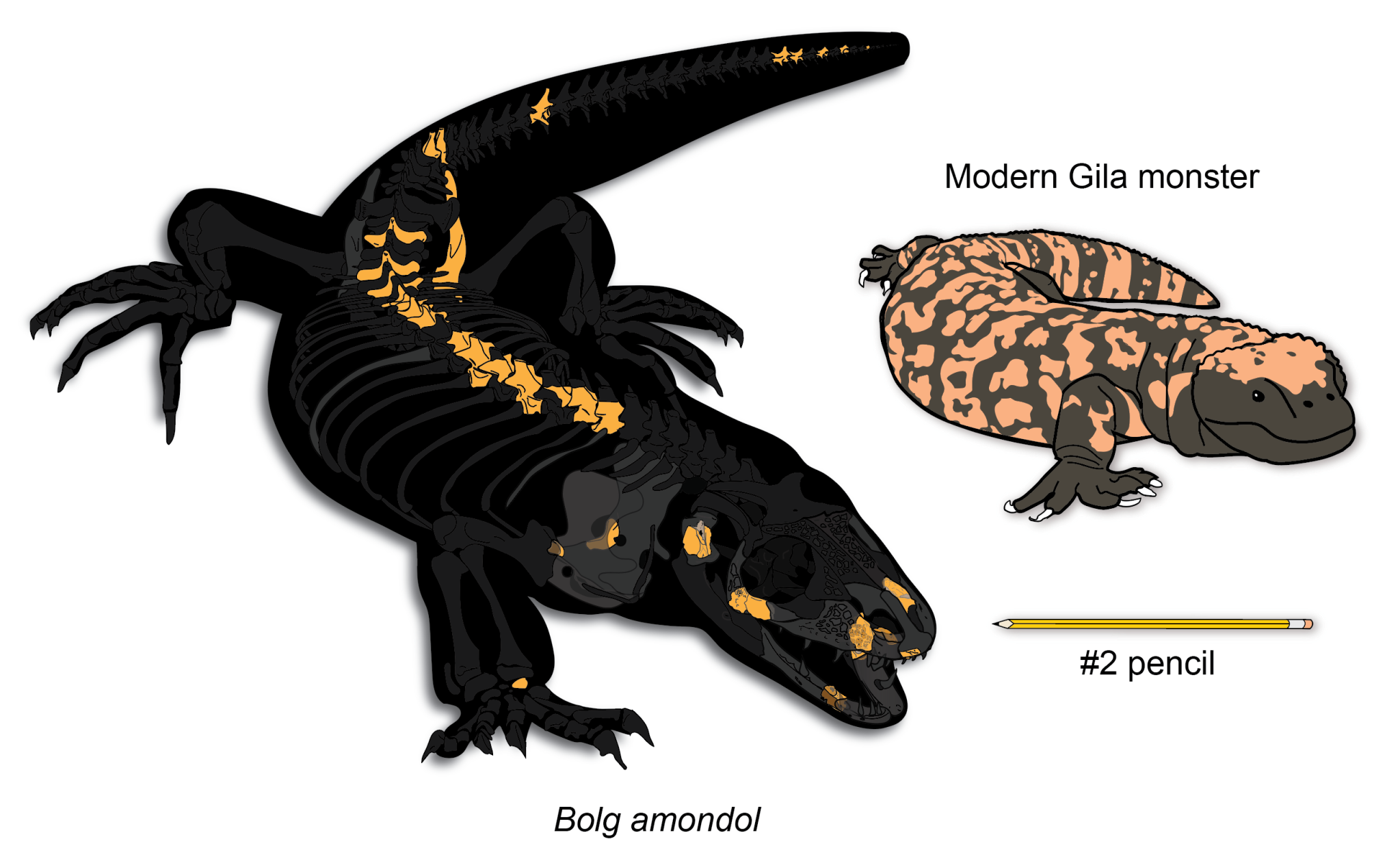 Bones of a raccoon-sized prehistoric lizard sat in a jar for 20 years ...