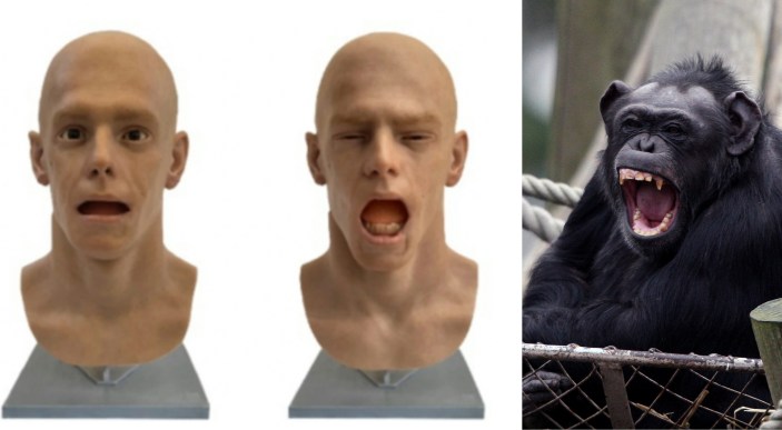 Chimpanzees shock biologists with rational thinking | Popular Science