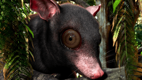 Shockingly large extinct possum uncovered in Texas | Popular Science