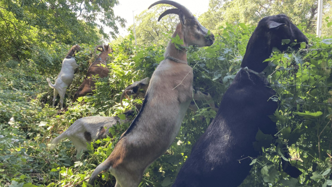 G.O.A.T. will be crowned in first-ever professional eating competition ...