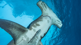 Young hammerhead sharks love Biscayne Bay. Leave them alone, humans ...