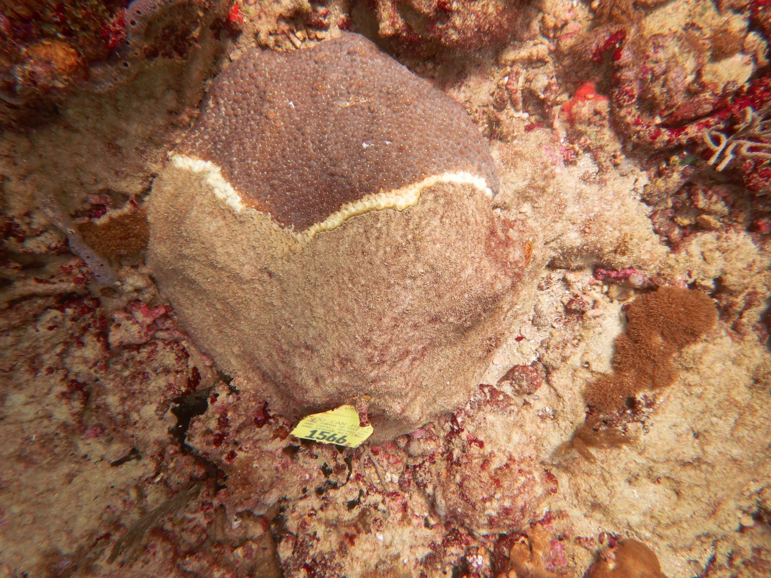 Probiotics can help heal ravaged coral reefs | Popular Science
