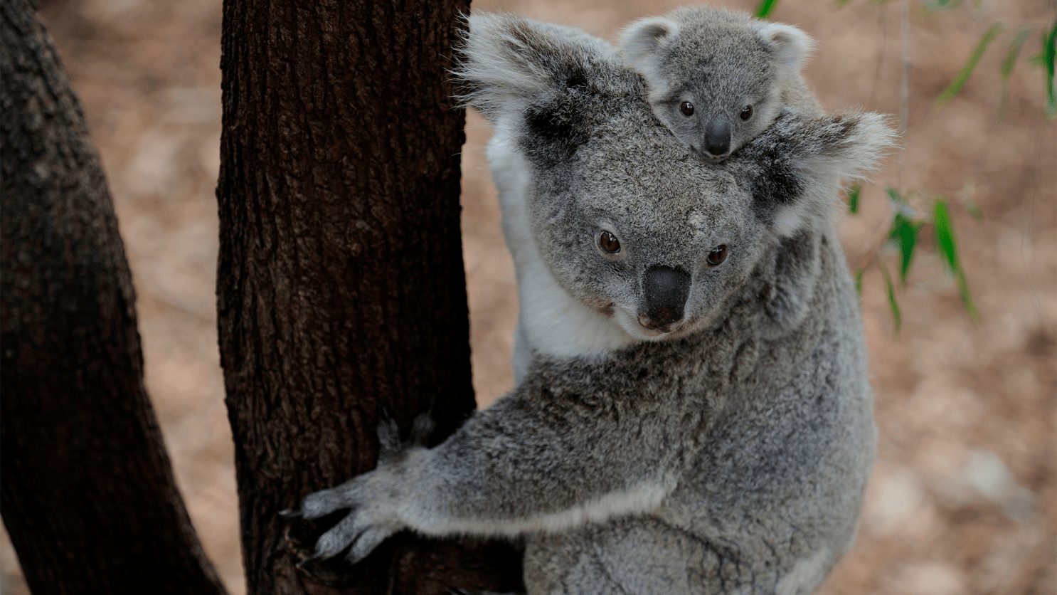 Secret koala population discovered near Australian city | Popular Science