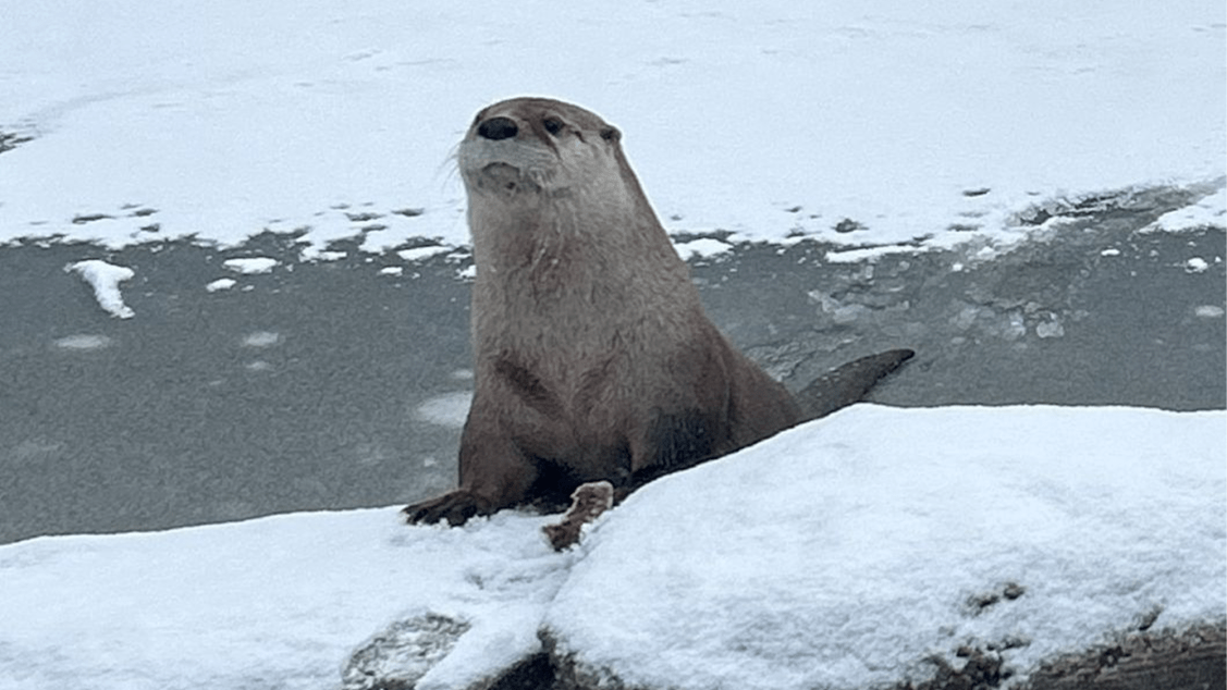 Escaped river otter takes his destiny into his own (tiny) hands ...