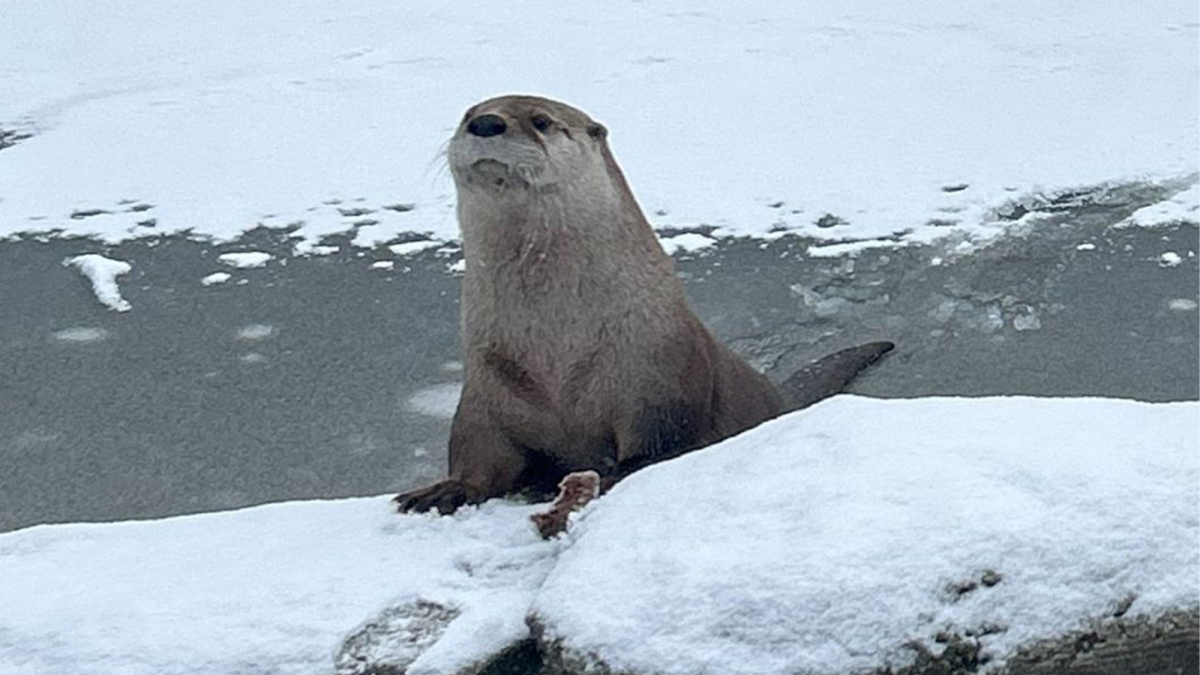 Escaped river otter takes his destiny into his own (tiny) hands ...