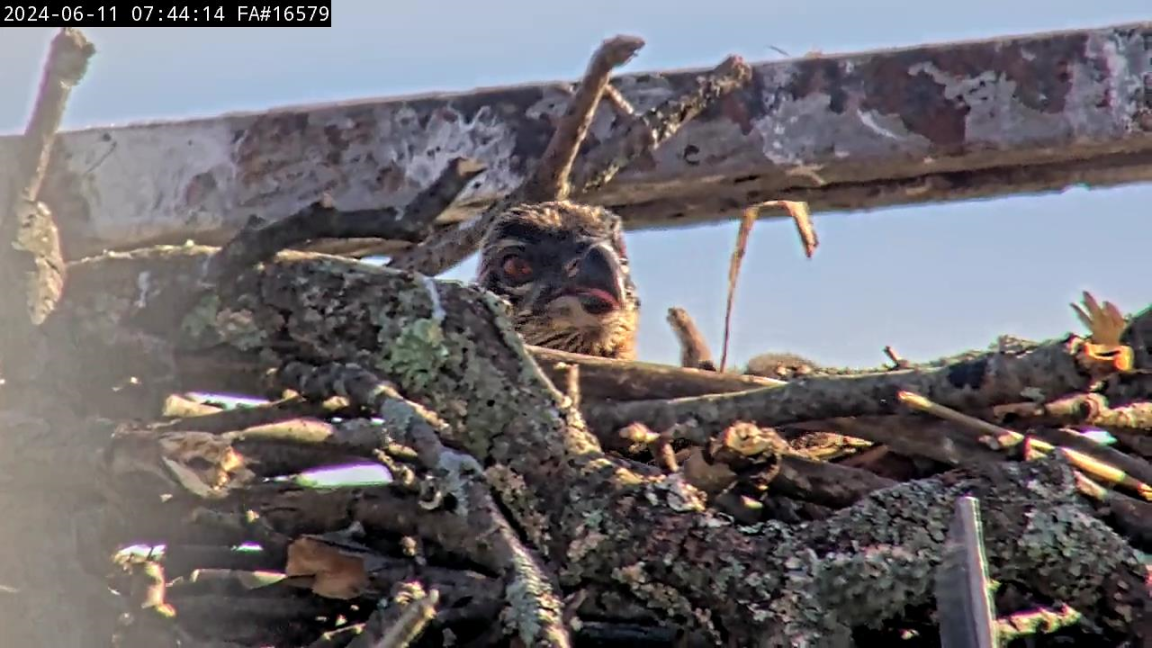 Three osprey chicks hatch in 500-pound steel nest boxes | Popular Science