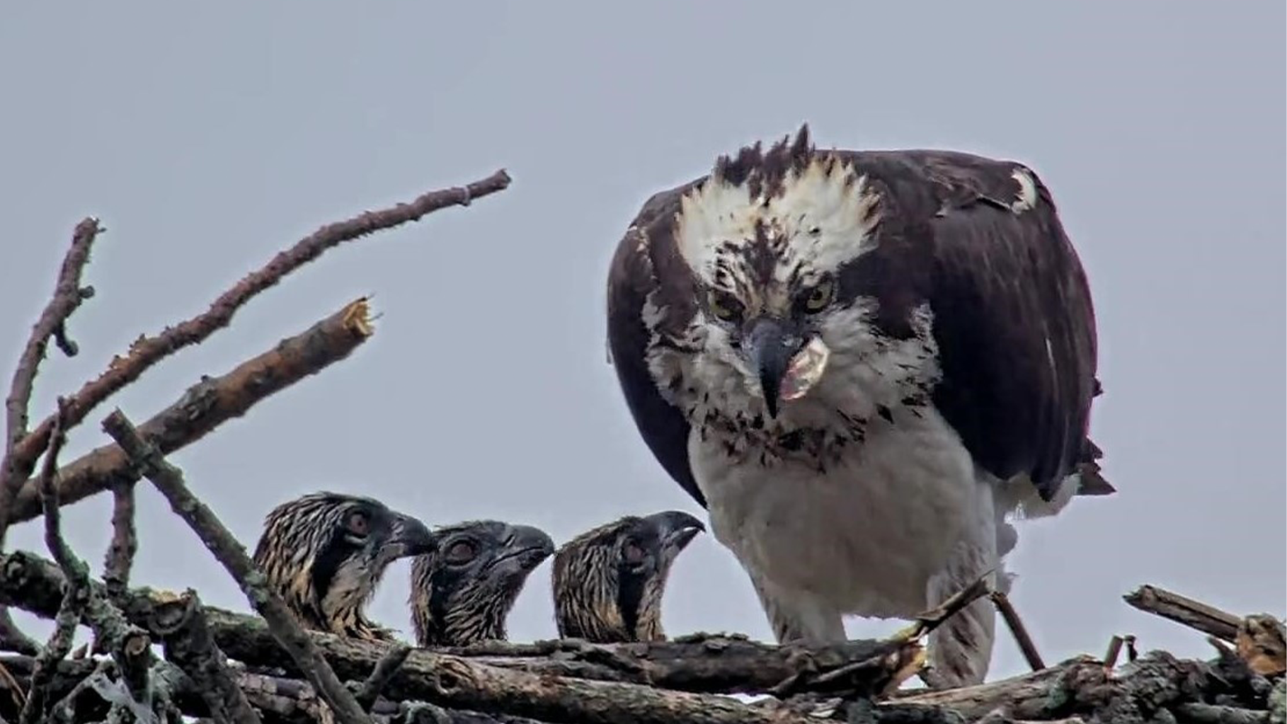 Three osprey chicks hatch in 500-pound steel nest boxes | Popular Science