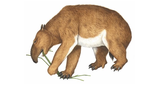 Australia's giant extinct marsupials may be ID'd using tiny bone bits ...
