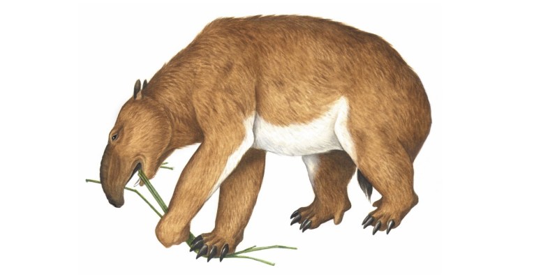 Australia's giant extinct marsupials may be ID'd using tiny bone bits ...