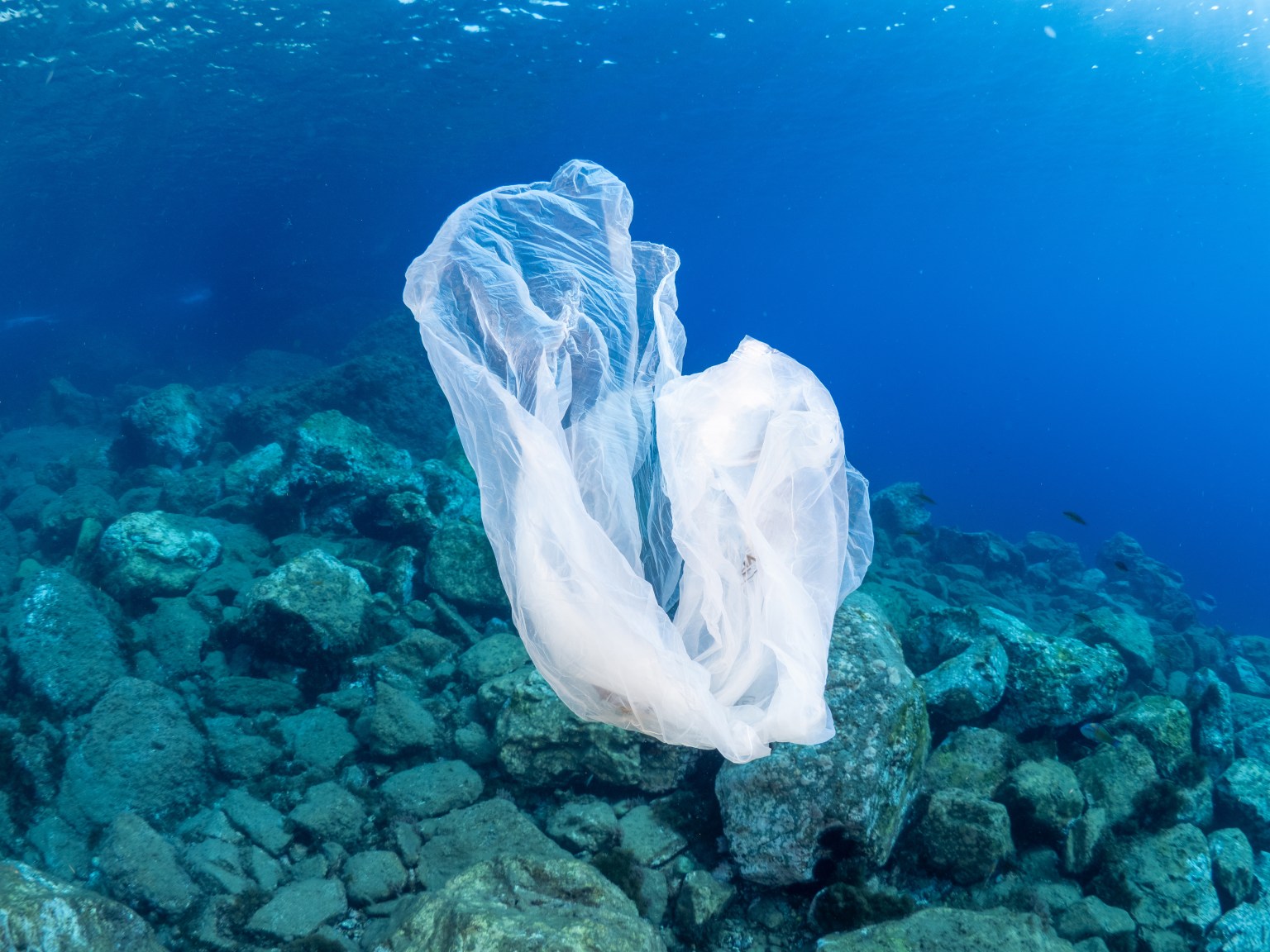 Plastic bag bans work, new study shows | Popular Science