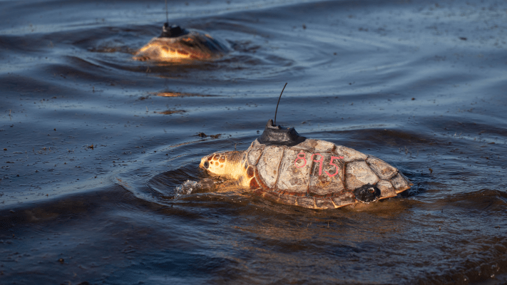 The world's smallest sea turtle lives in a noisy ocean | Popular Science