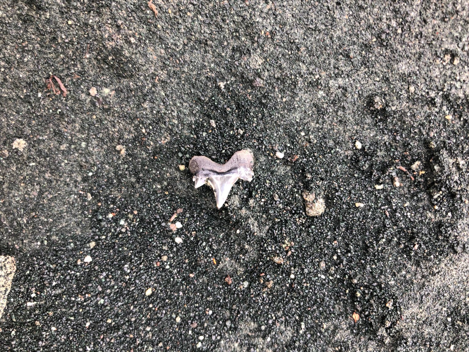 A dinosaur 'tombstone' lurks underneath New Jersey | Popular Science