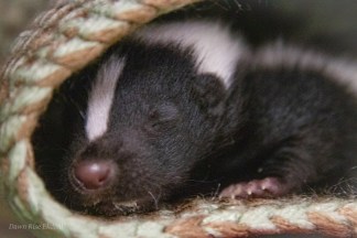Rescued baby skunks enjoy a good song | Popular Science