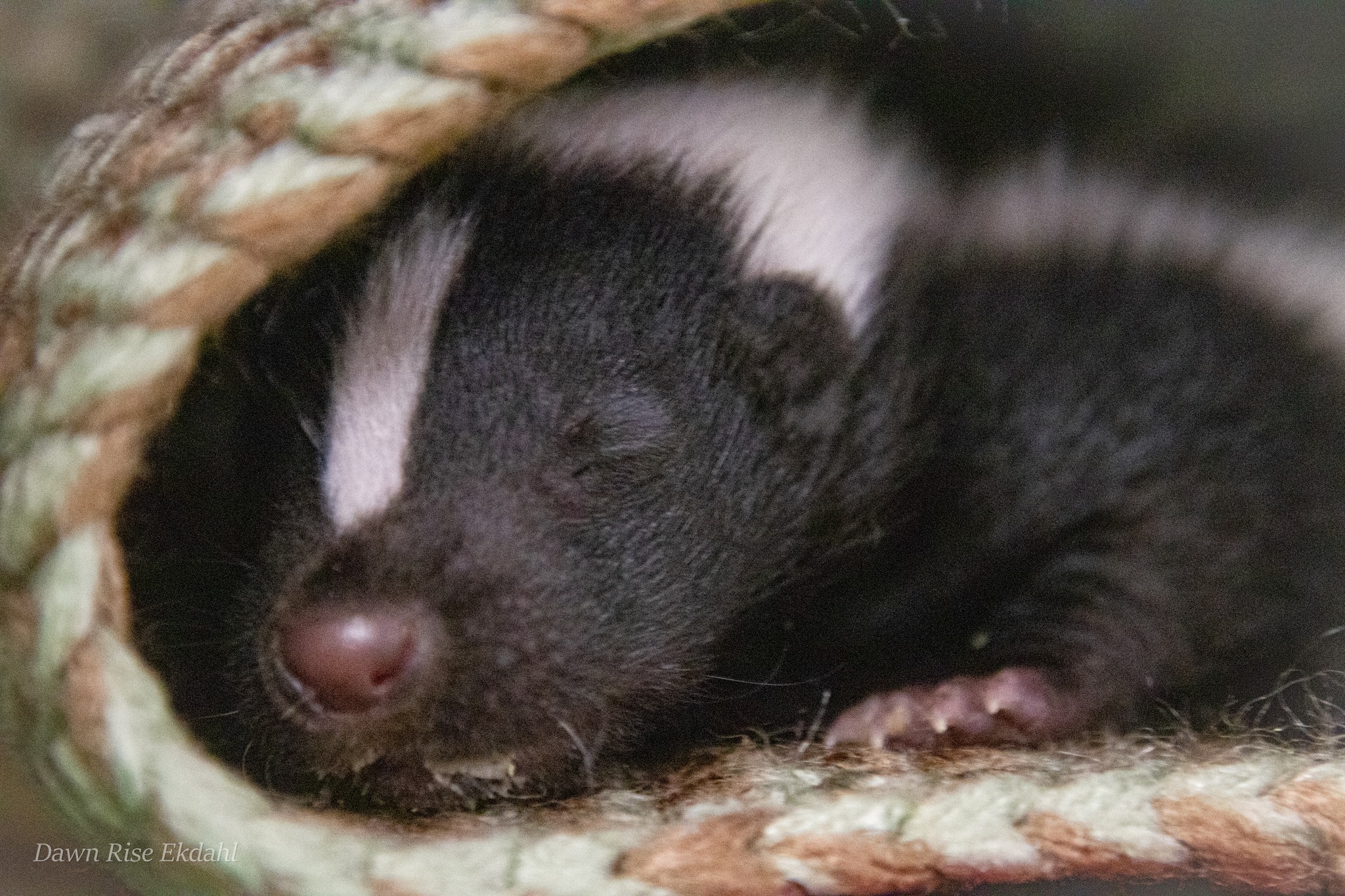 Rescued baby skunks enjoy a good song | Popular Science