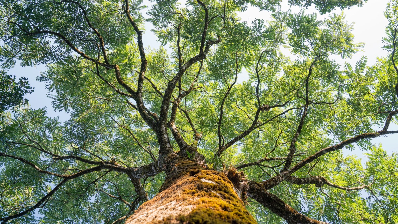Could trees know when the summer solstice is? | Popular Science
