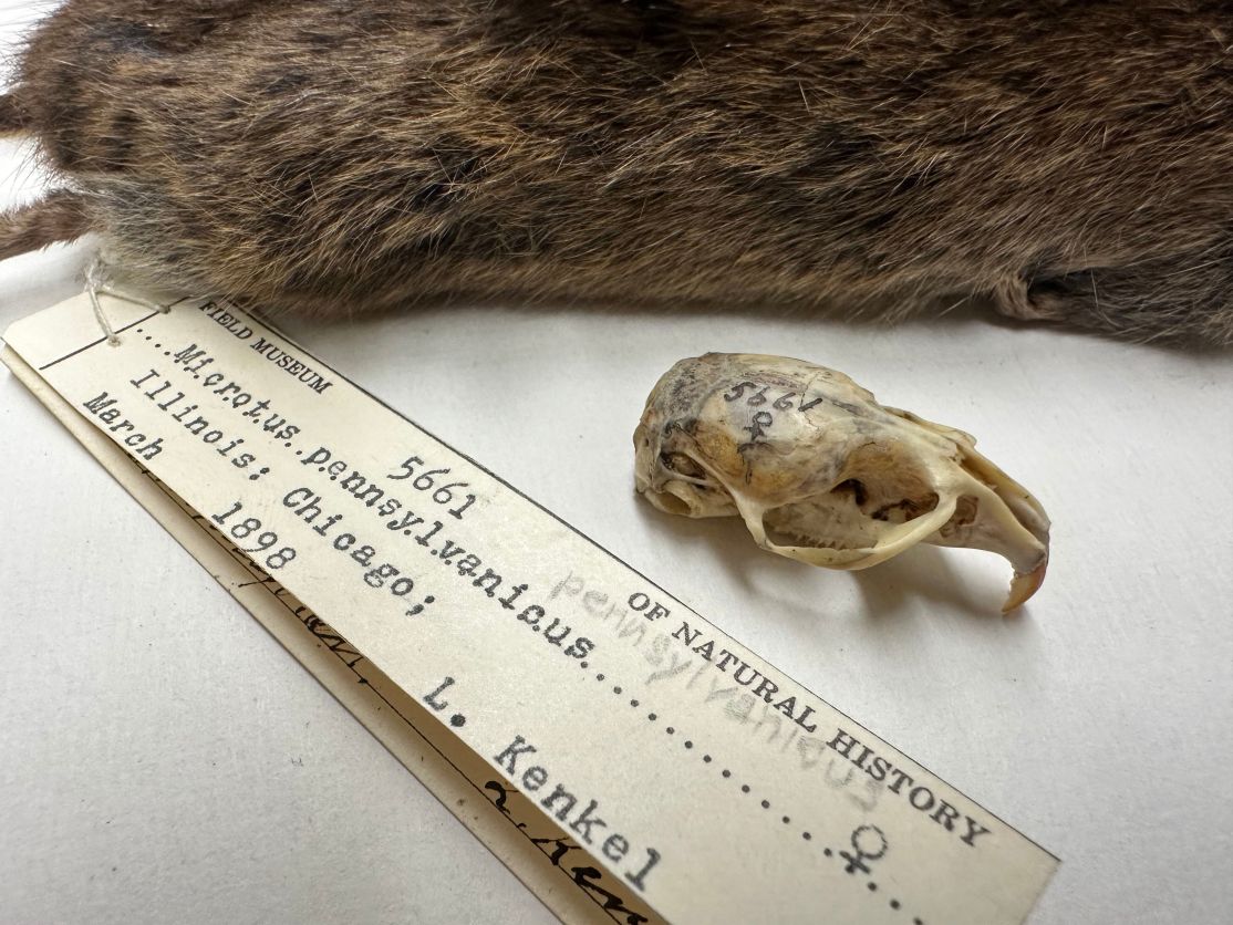 City living is changing rodent skulls in Chicago | Popular Science