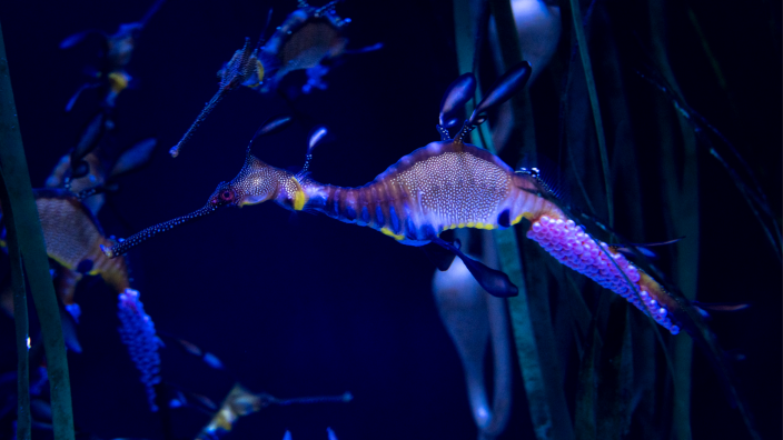 The Seadragon Life Cycle In One Beautiful Image