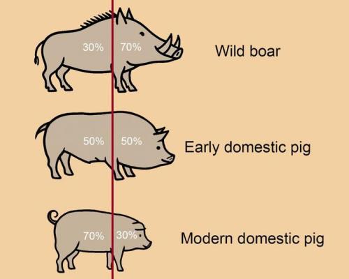 Wild boars began shrinking down to domesticated pigs 8,000 years ago ...