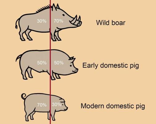 Wild boars began shrinking down to domesticated pigs 8,000 years ago ...