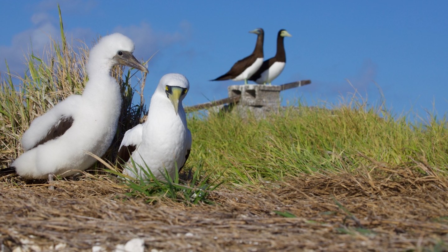 Pacific island wildlife refuge spared from SpaceX rocket project ...