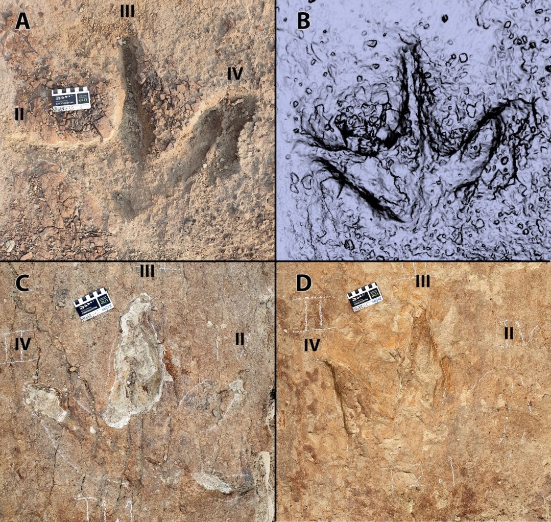 Dinosaurs roamed in multi-species herds, fossilized footprints show ...