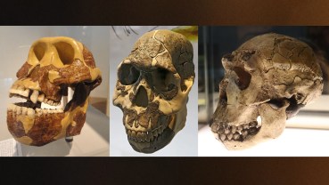 Human teeth evolved to fit our diet | Popular Science
