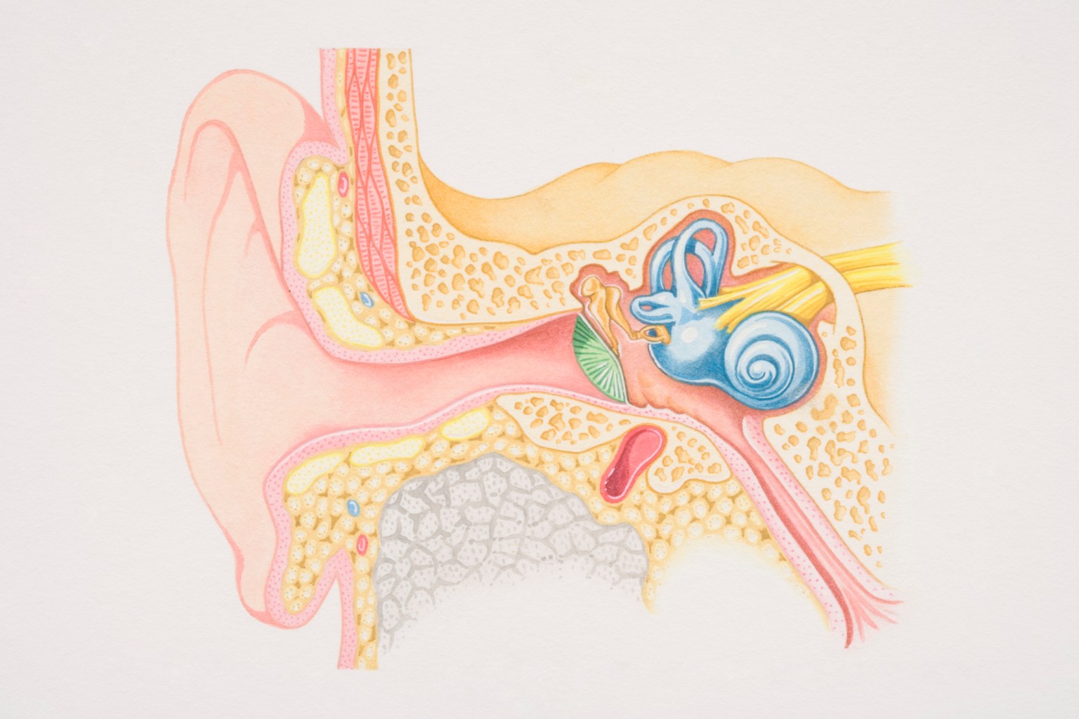 Why do our ears pop on a plane? An audiologist explains. | Popular Science