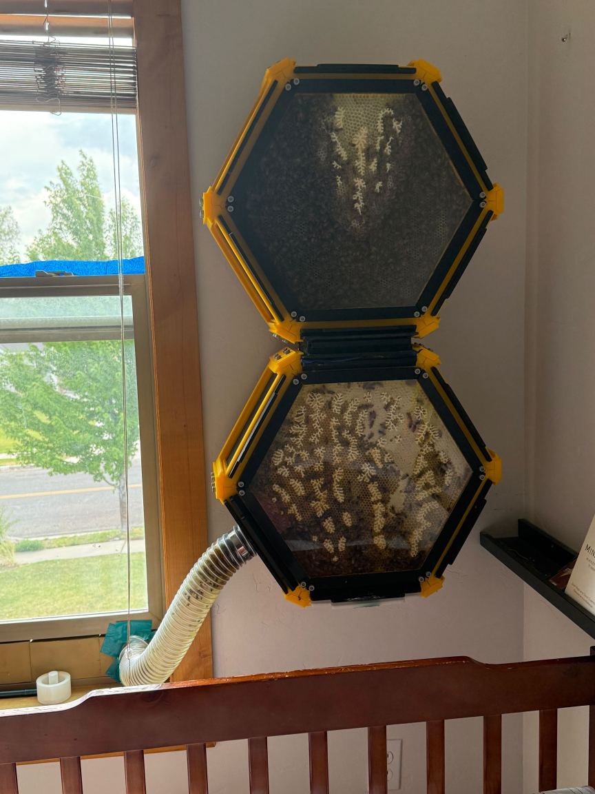 This teen 3D-printed a beehive for his bedroom | Popular Science