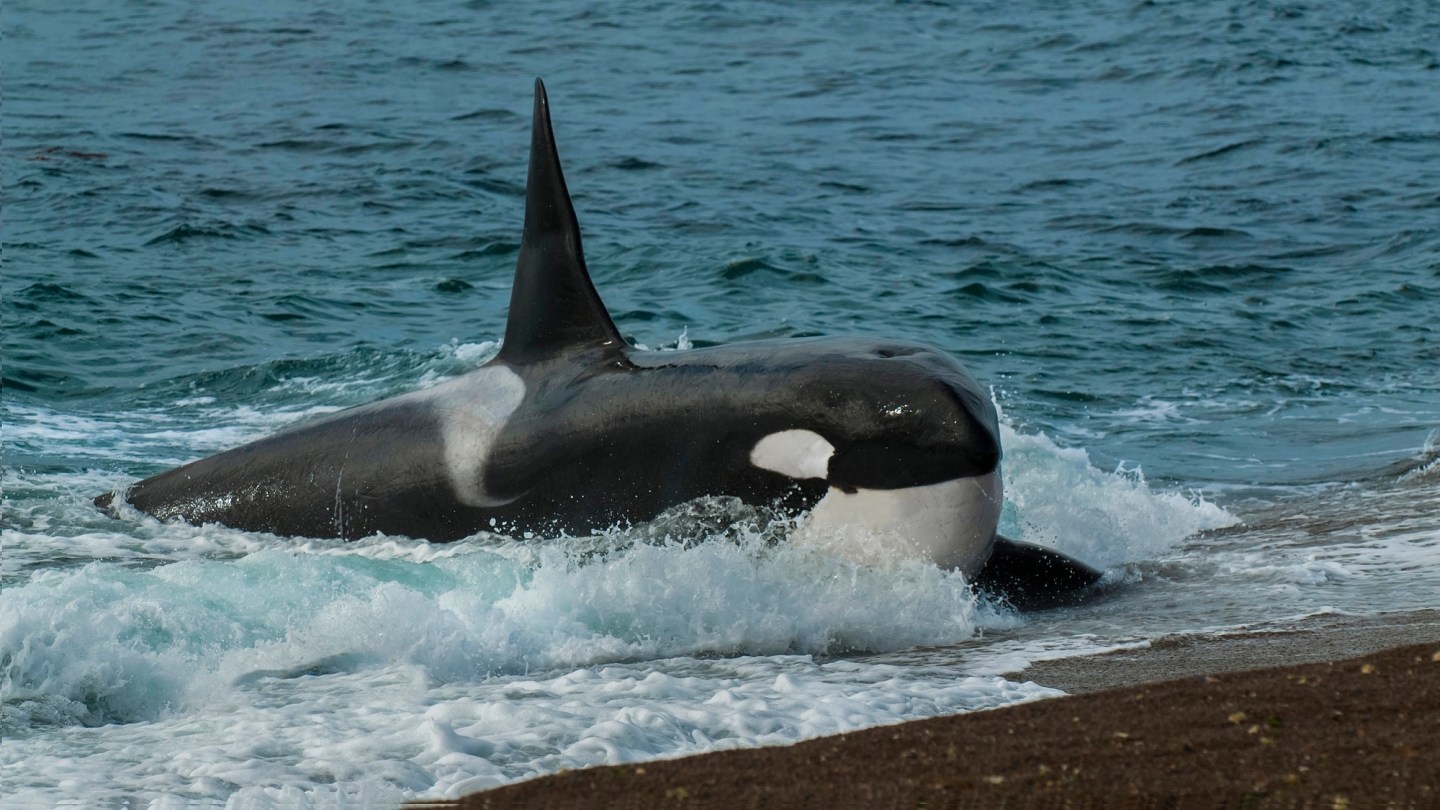 Wild orcas will sometimes offer food to humans | Popular Science