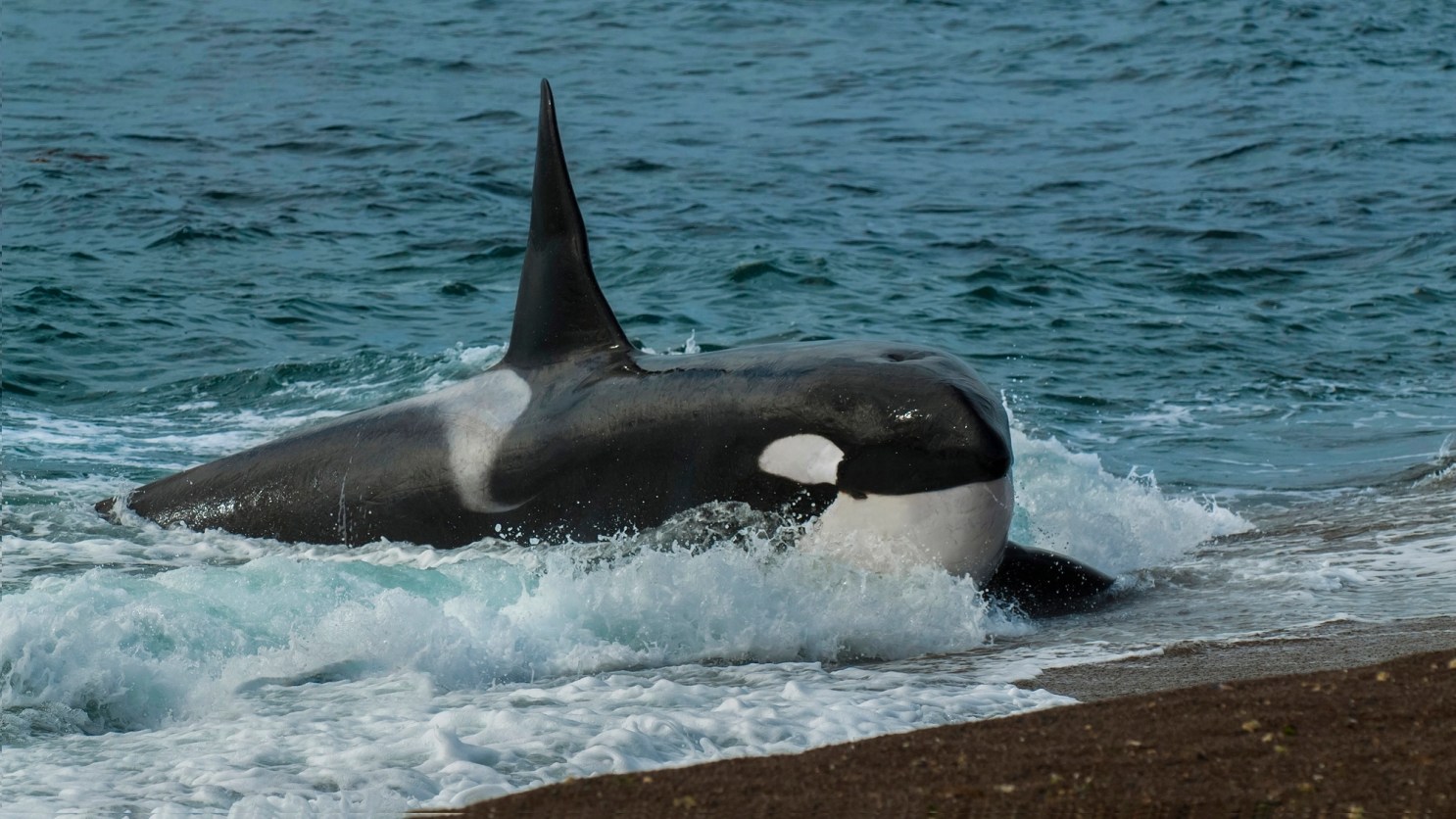 Wild orcas will sometimes offer food to humans | Popular Science