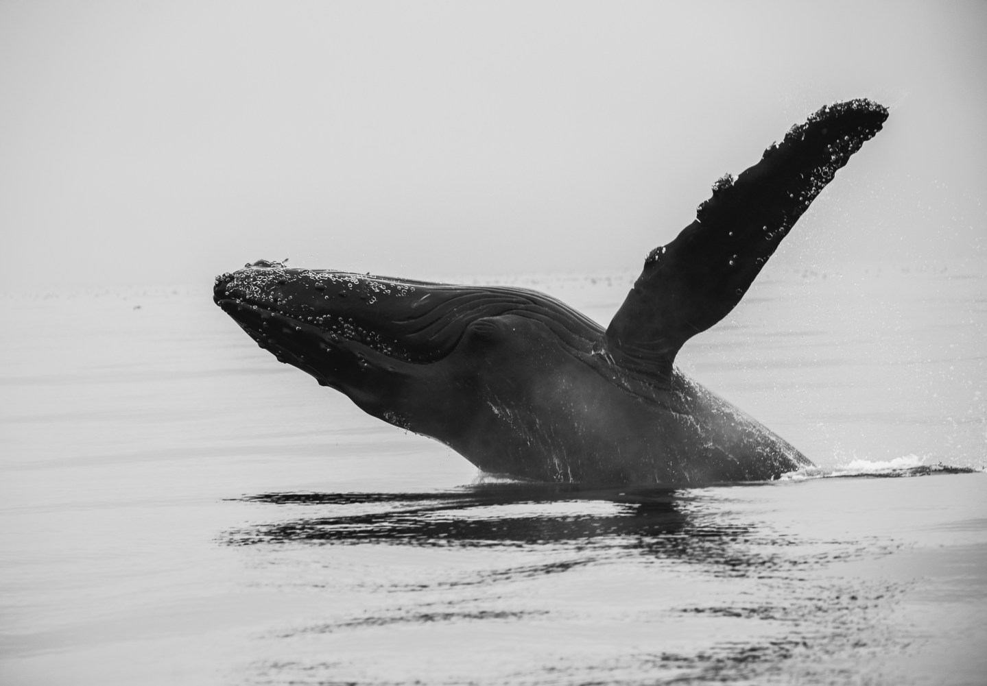 Decoding the fingerprint of a humpback whale | Popular Science
