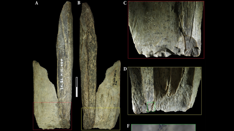 Neanderthals made a 'Swiss Army knife' from cave lion bone | Popular ...