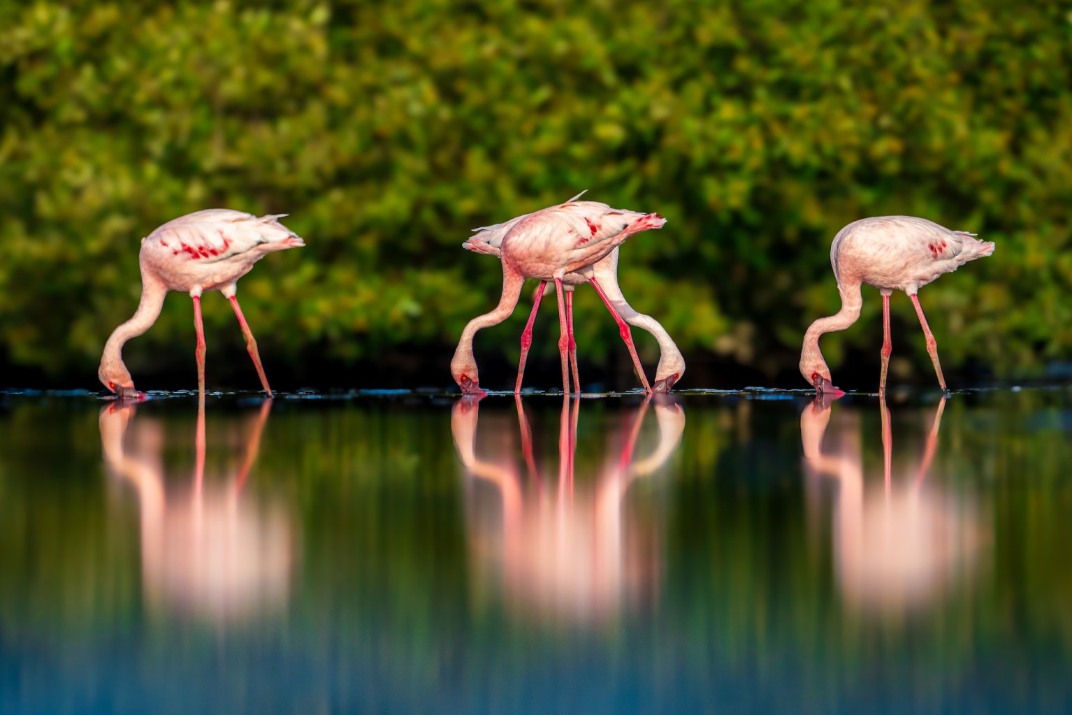 14 beautiful wildlife images from the 2025 Mangrove Photography Awards ...