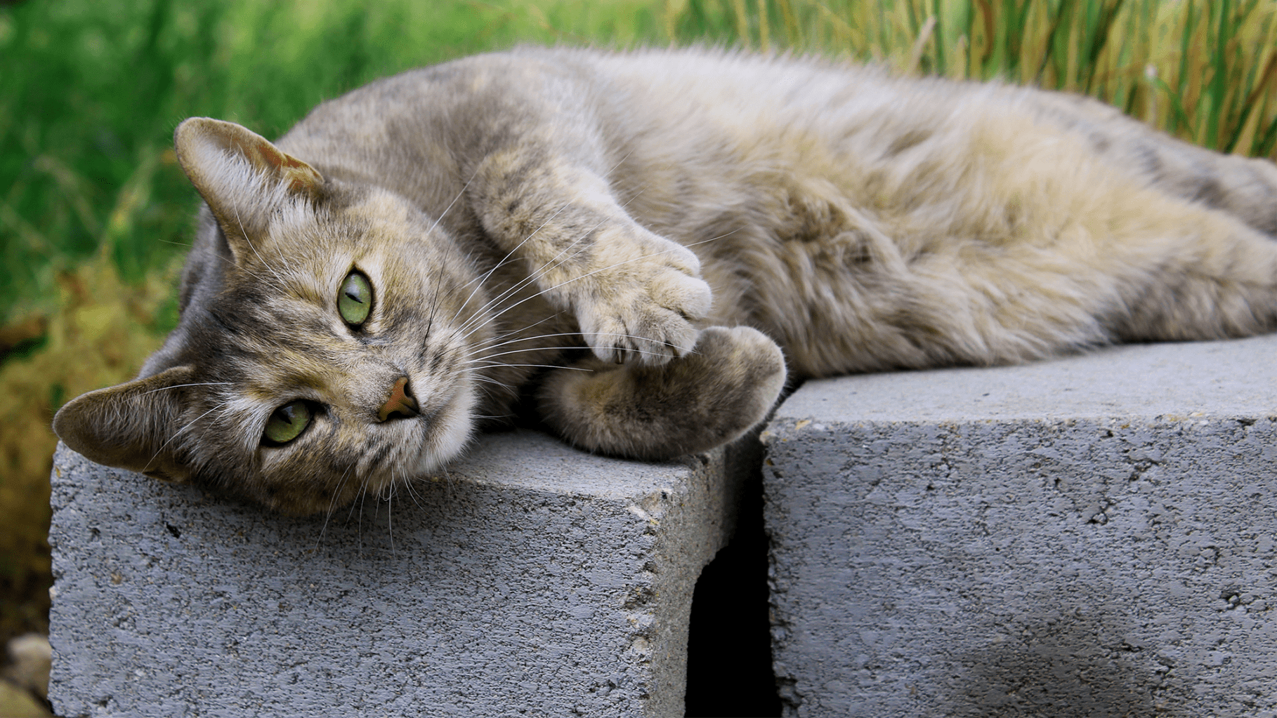 Why do cats love concrete slabs? A vet explains. | Popular Science