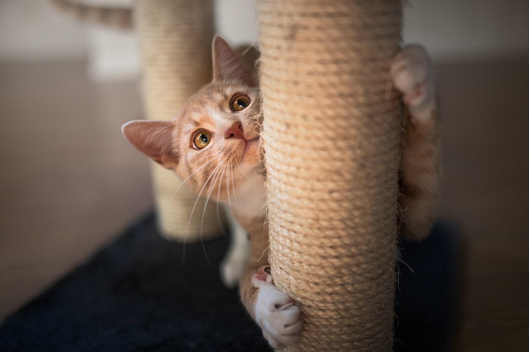 Why do cats love concrete slabs? A vet explains. | Popular Science