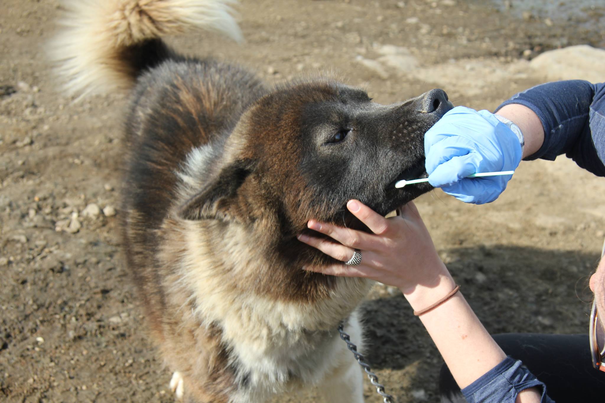 Oldest known dog breed reveals hidden human history | Popular Science