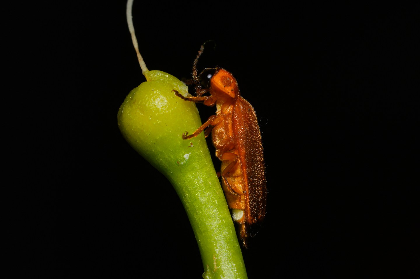 Why fireflies are everywhere this summer | Popular Science