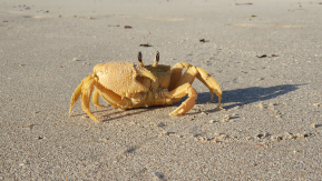 Australia’s ghost crabs decapitate baby sea turtles | Popular Science