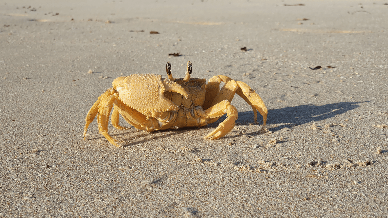 Australia’s ghost crabs decapitate baby sea turtles | Popular Science