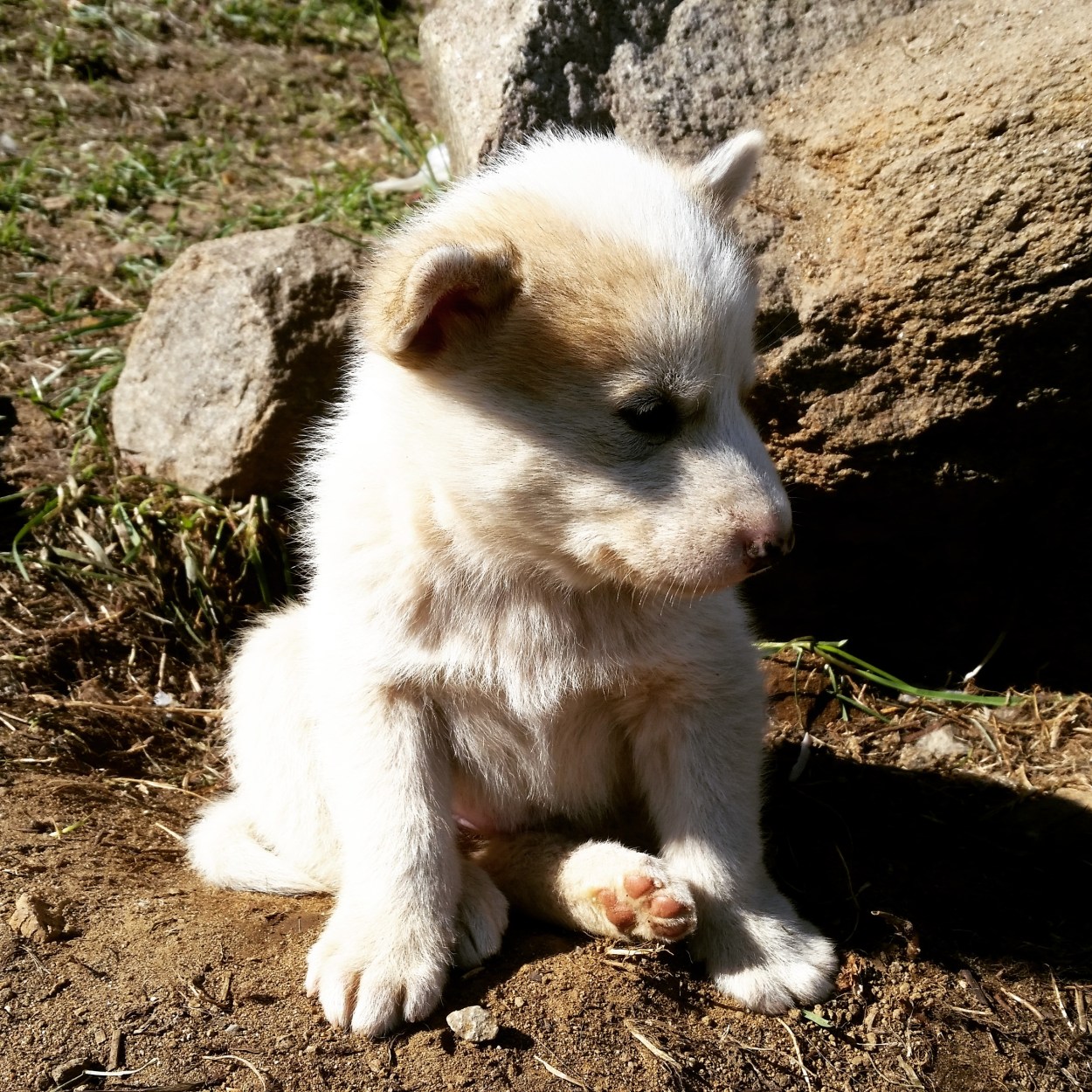 Oldest known dog breed reveals hidden human history | Popular Science